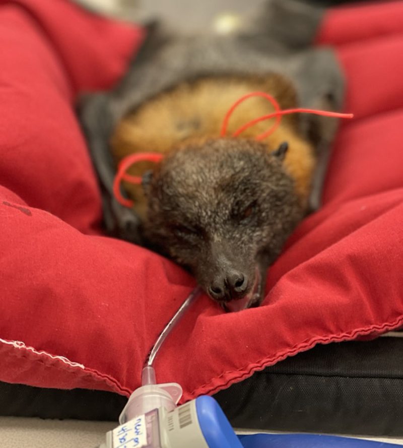 Anesthesia - North Bay Veterinary Dentistry