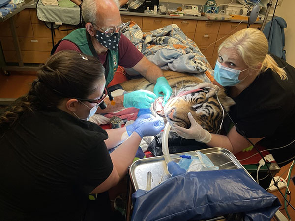 Endodontics - North Bay Veterinary Dentistry