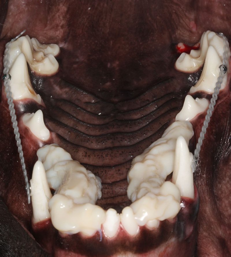Orthodontics - North Bay Veterinary Dentistry