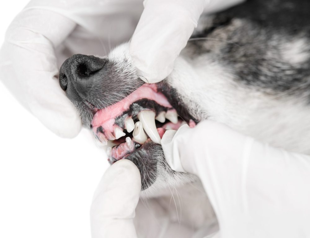 Malocclusions in Dogs - North Bay Veterinary Dentistry