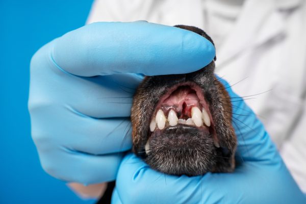 Does Your Pet Have an Oral-Nasal Fistula? Understanding Symptoms and ...