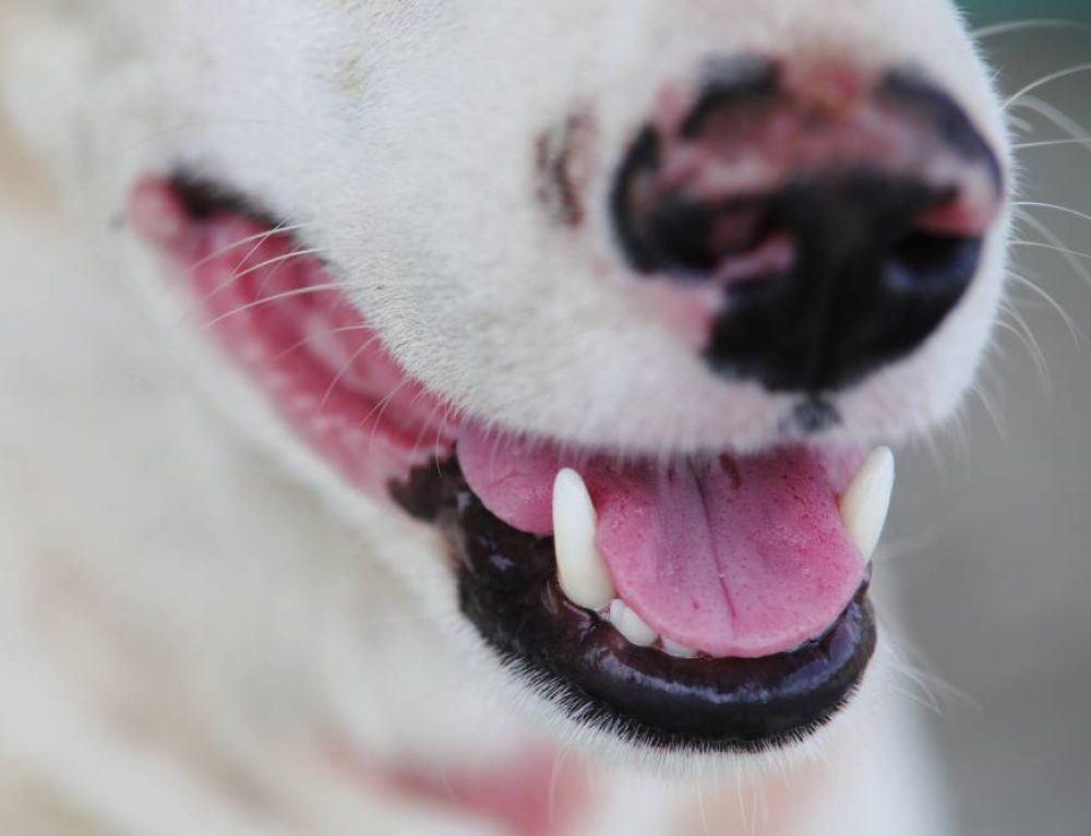 Malocclusions in Dogs - North Bay Veterinary Dentistry