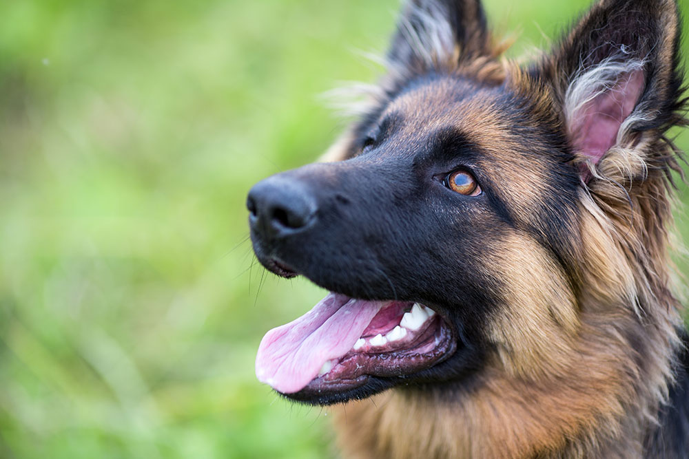 When Your Pet's Jaw Dislocates: Emergency Care Guide for Worried Pet ...